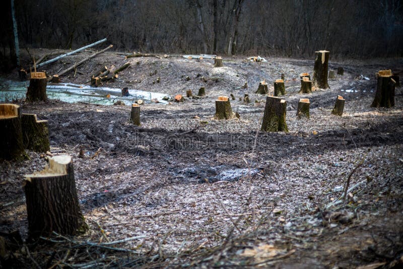 Field of stumps. stock photo. Image of pine, wood, plant - 128270294