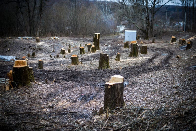 Field of stumps. stock photo. Image of pine, concept - 148896482