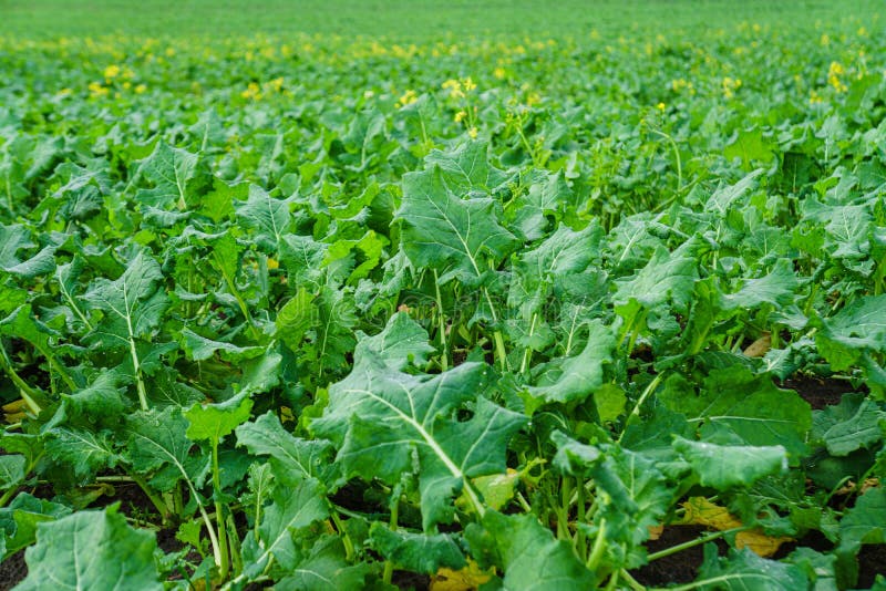 Field of Sugar Beet. Agricultural Field. Sugar Beet Cultivation Stock ...