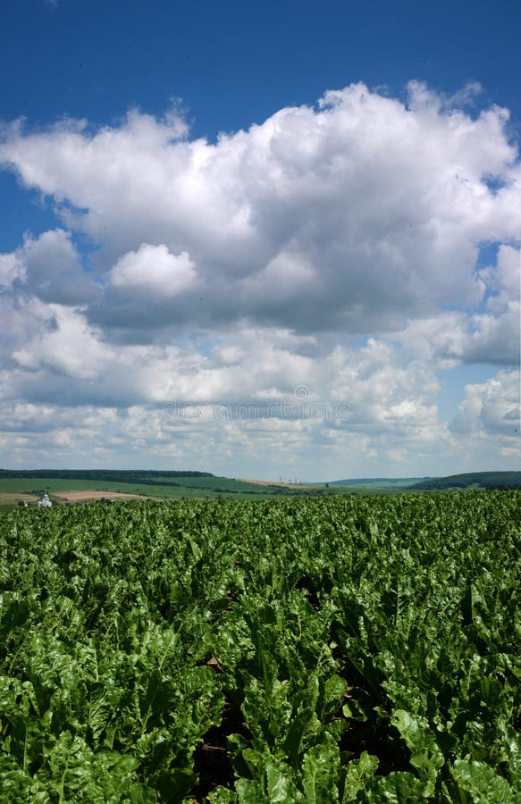 Sugar Beet Field with Beautiful Sky Stock Image - Image of field, root ...
