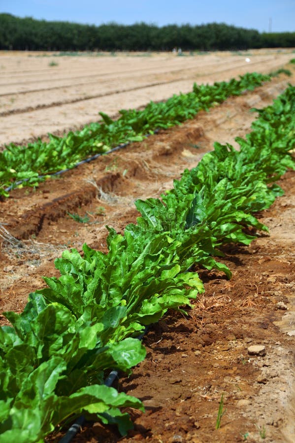Field, sugar, beet stock photo. Image of agriculture - 41805496