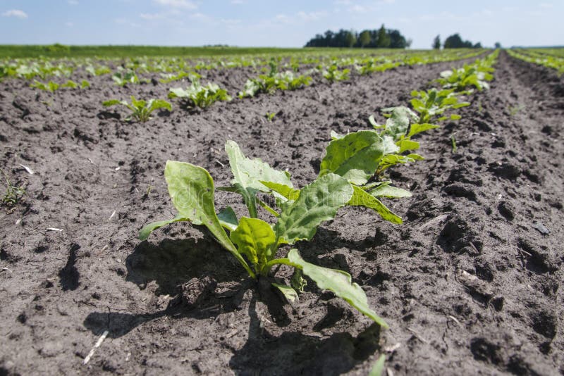 Field of sugar beet stock image. Image of plants, winter - 52083123