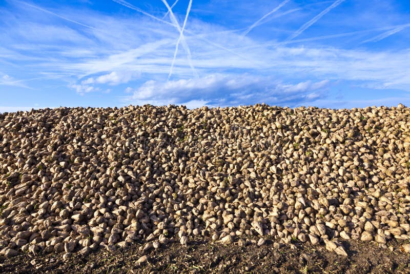 Field of sugar beets stock image. Image of natural, agriculture - 23199723