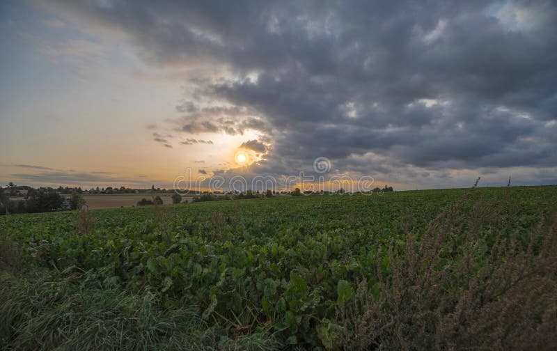 A Field of Sugar Beets Growing on a Hill Under a Partly Cloudy Sky with ...