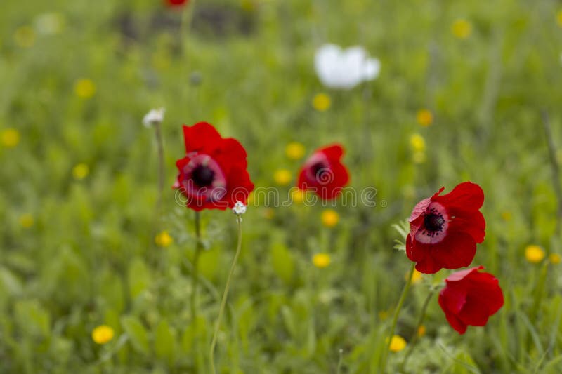 Field with Summer Flowers and Red Pops Stock Image - Image of green ...