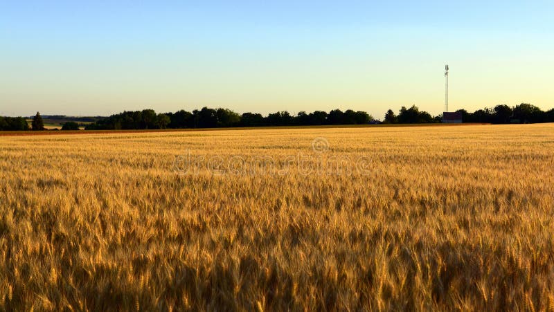 Field ripe grain at summer stock image. Image of farm - 349002897