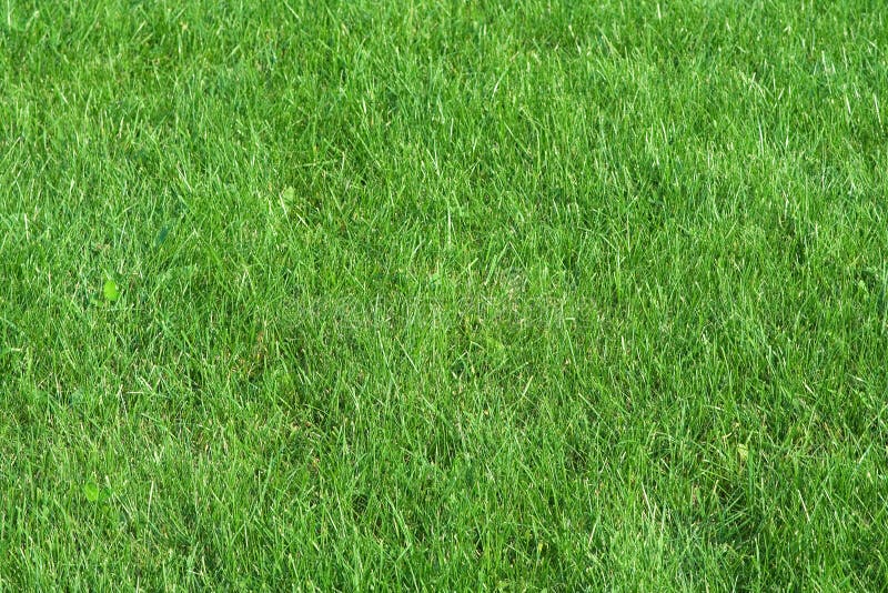 Neatly cut grass stock photo. Image of close, environment - 17155860