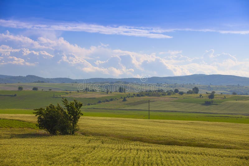 Field in the Summer Scene. Clouds and Green Vegetation Stock Photo ...
