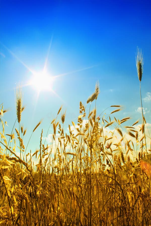 Field with sun stock photo. Image of outdoors, sunbeam - 16156432