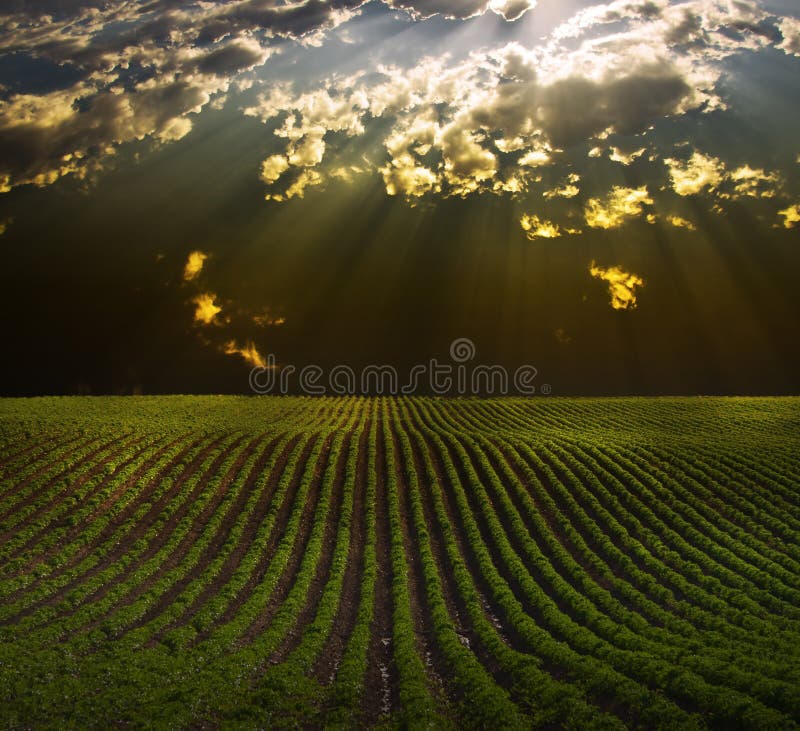 Field with Sun Beams stock image. Image of beauty, clouds - 13460717