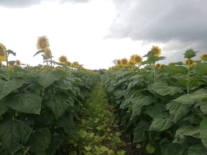 This is Field of Sun Flower. it is Amazing Looking Very Nice Editorial ...
