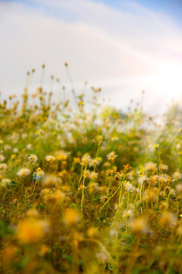 Field with sun light stock photo. Image of scenic, fantasy - 30608414