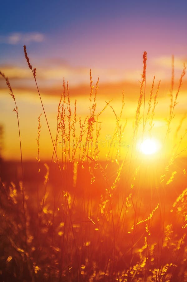 Field of sun stock image. Image of garden, grass, meadow - 36714817