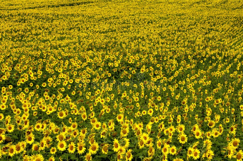 Field of sunflower stock image. Image of hedge, sunflower - 214092367