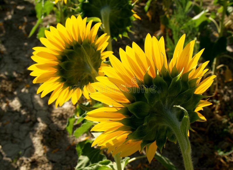 Field of Sunflowers Tilted To the Left Stock Photo - Image of maturing ...