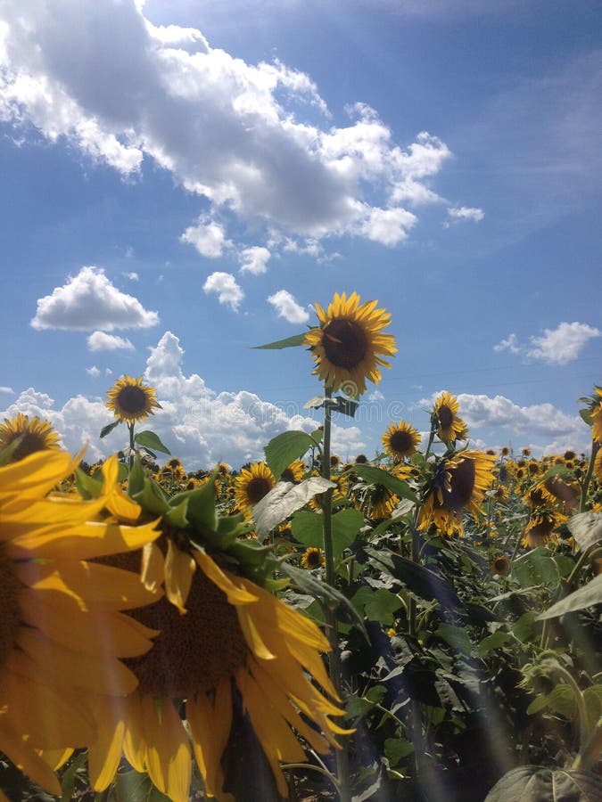 Field of Sunflowers with Blue Sky and Clouds Stock Photo - Image of ... Field of Sunflowers with Blue Sky and Clouds Stock Photo - Image of ...