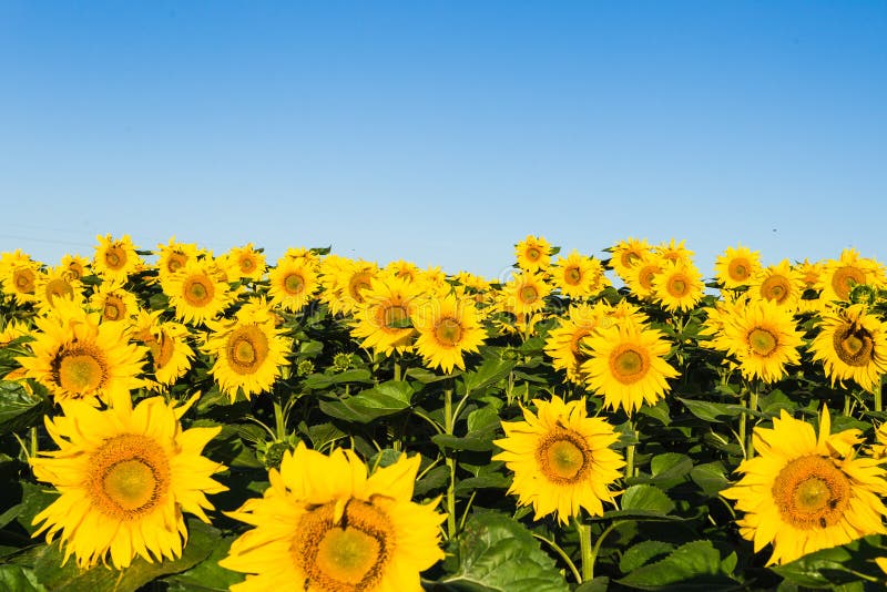 Field of Sunflowers and Blue Sky. Sunny Day Stock Image - Image of ...