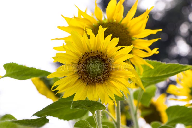 Field of Sunflowers with the Bright Sunlight. Stock Image - Image of ...
