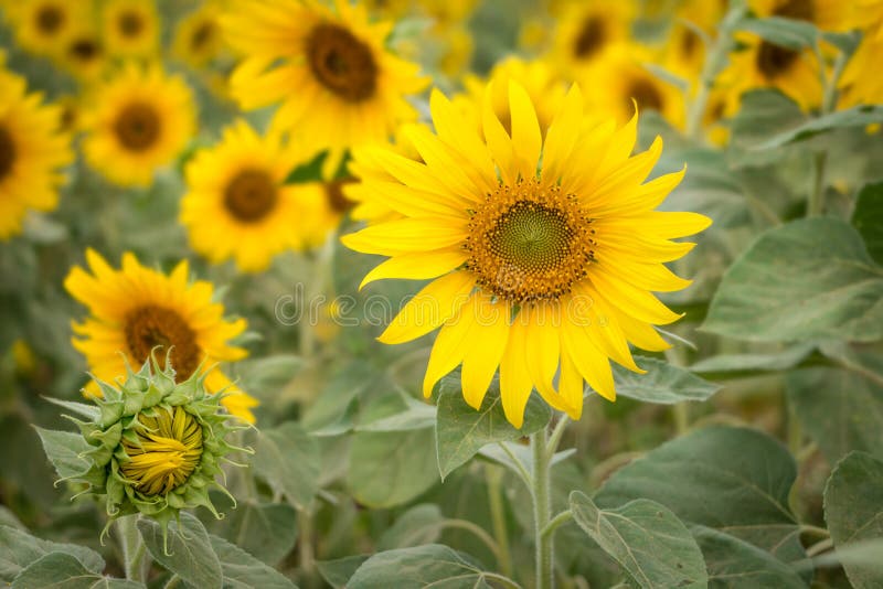Sunflowers in Front of a Florist Stock Image - Image of arranging ...