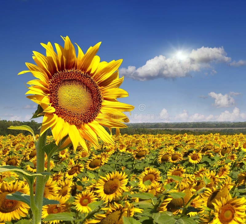 Sunflower landscape stock photo. Image of landscape, growth - 16510072