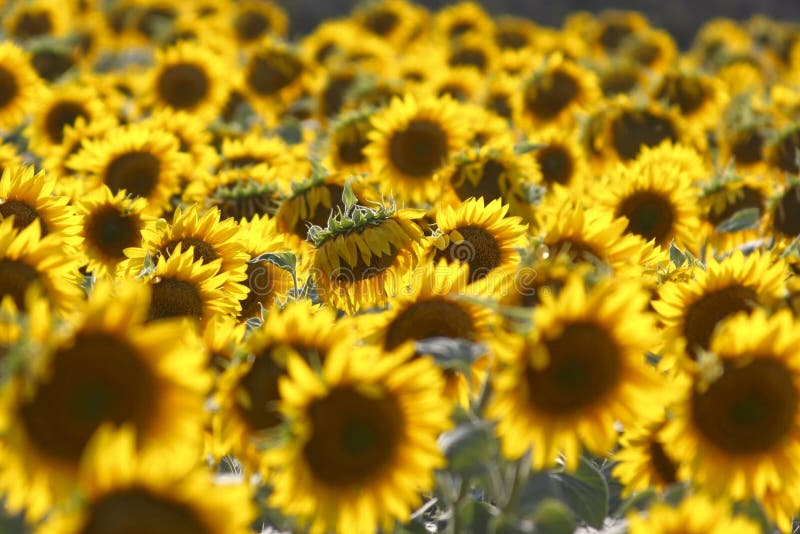 Field with sunflowers stock photo. Image of factory, flowers - 98446480