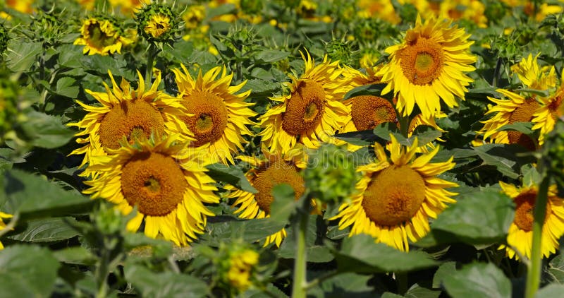 A Field with Sunflowers during Flowering and Pollination by Insect Bees ...