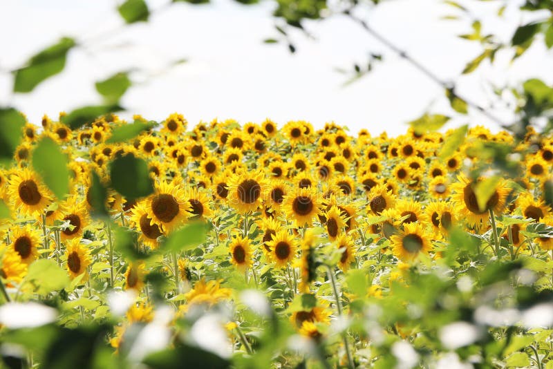 Field of Sunflowers Frame Tree Stock Image - Image of growth, farming ...