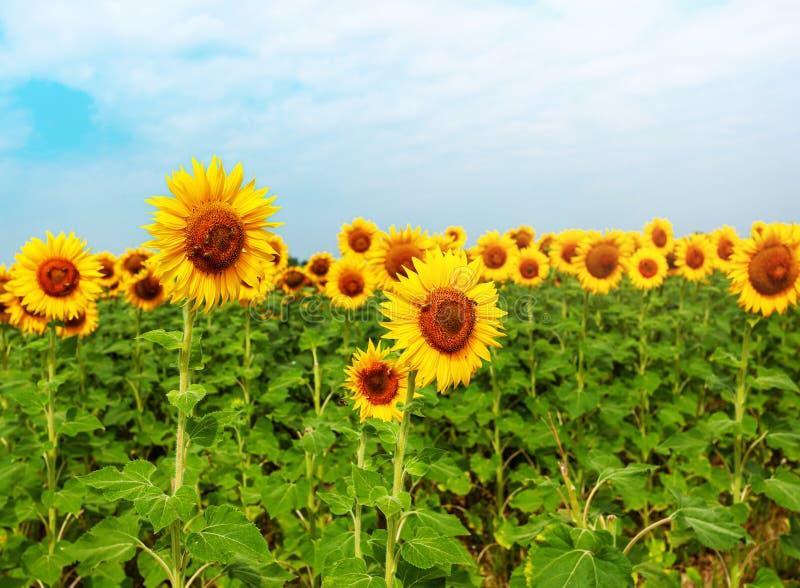 Field of Sunflowers in Full Spring Bloom with Bee Pollination Stock ...