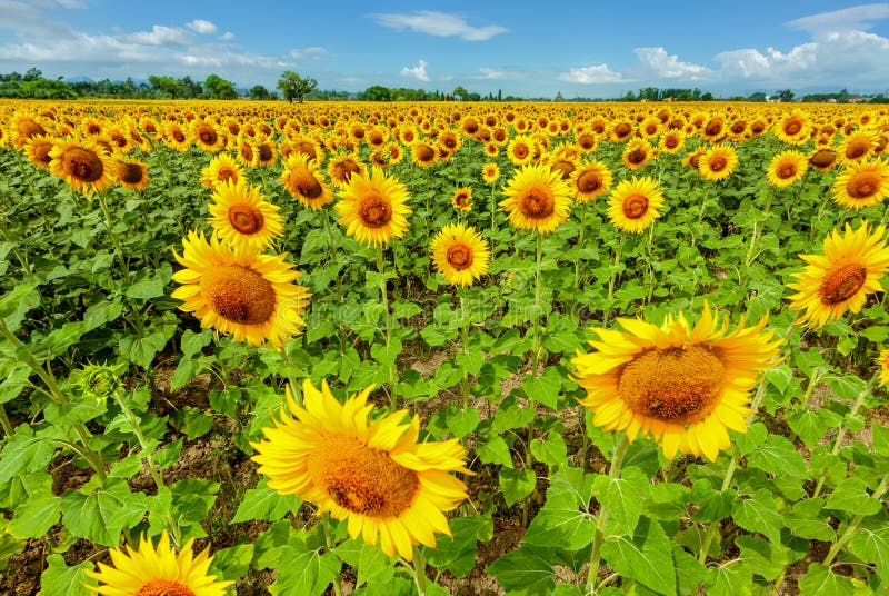 Field of Sunflowers in Full Spring Bloom with Bee Pollination Stock ...