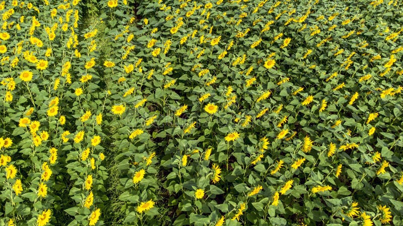 A Field of Sunflowers from a Height, Smooth Rows of Plants. Stock Photo ...