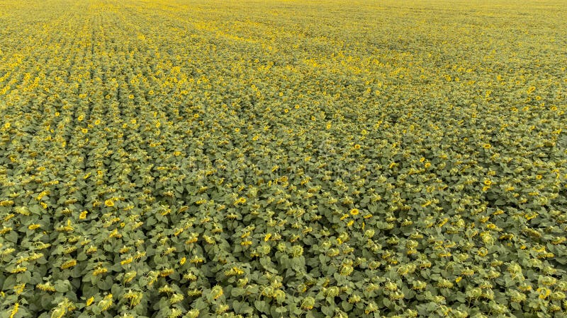 A Field of Sunflowers from a Height, Smooth Rows of Plants. Stock Image ...