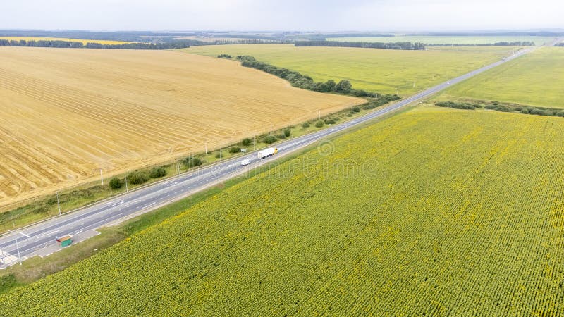 A Field of Sunflowers from a Height, Smooth Rows of Plants. Stock Image ...