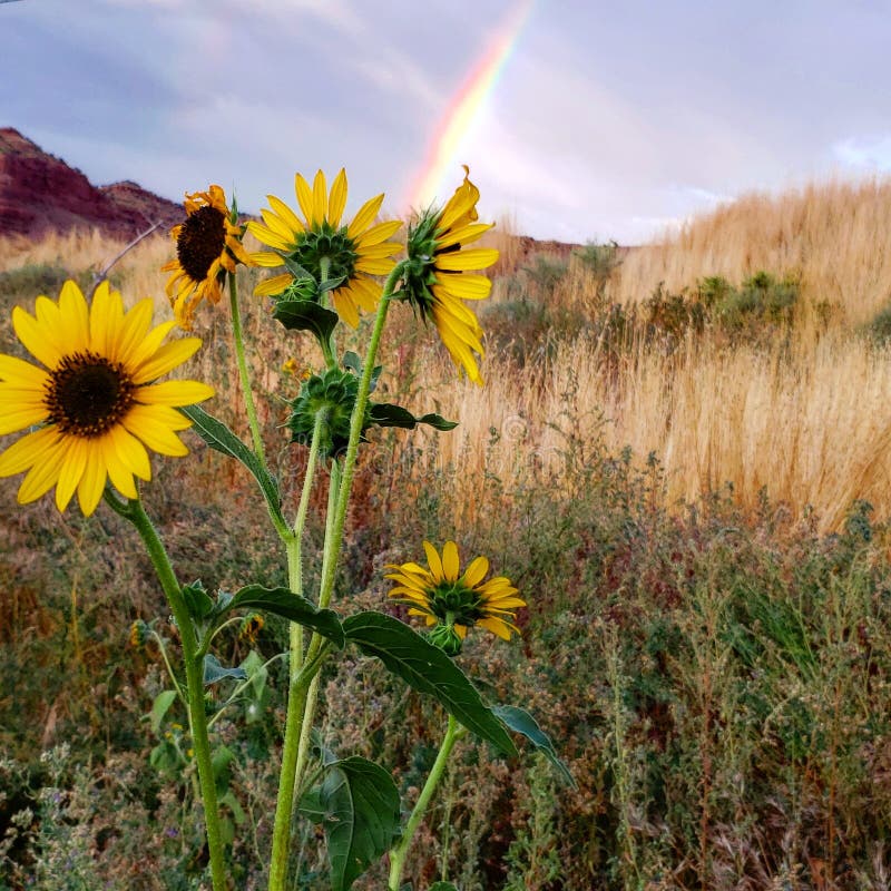 A Field with Sunflowers and a Rainbow in Kanab Utah Stock Photo - Image ...