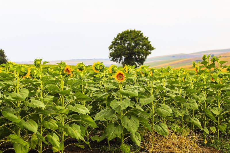 A Field of Sunflowers and a Single Tree in the Middle Stock Image ...