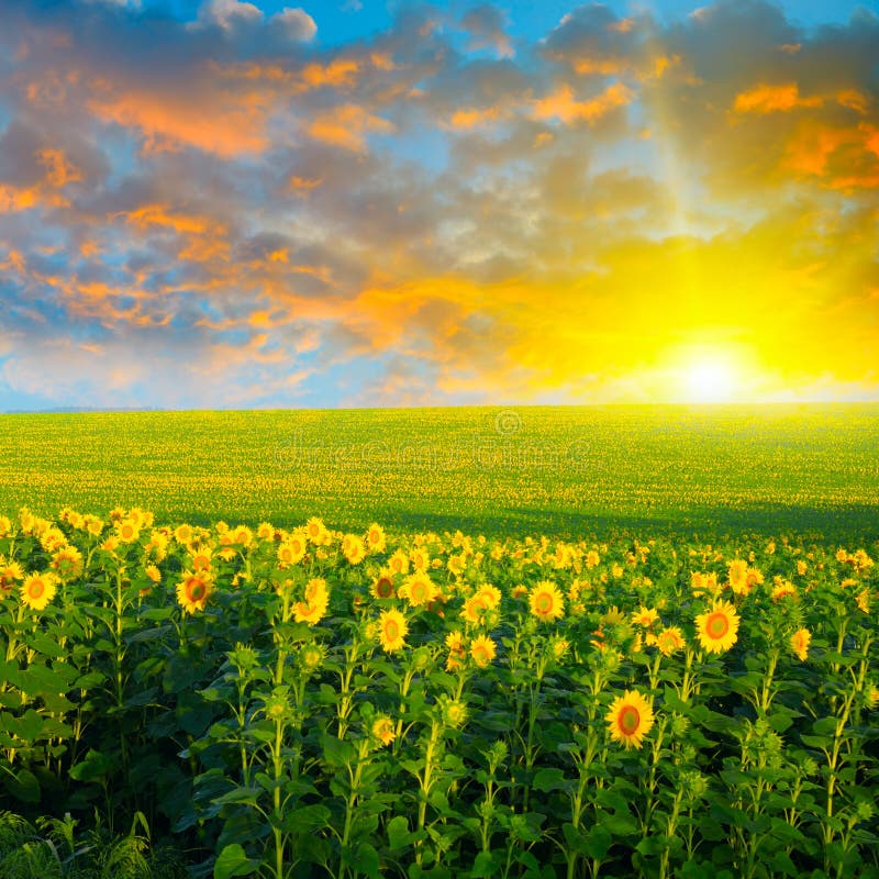 Field of Sunflowers and Sunrise Stock Image - Image of beautiful ...