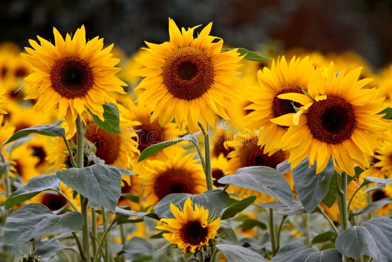 A Field of Sunflowers with Tall Flowers in Front Stock Image - Image of ...