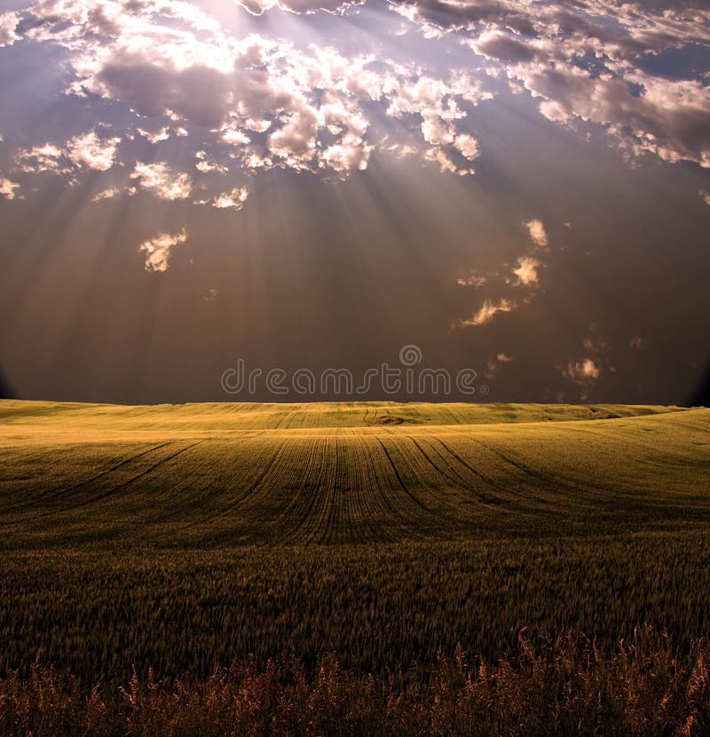 Field in sunlight stock photo. Image of beam, field, colorful - 6219138