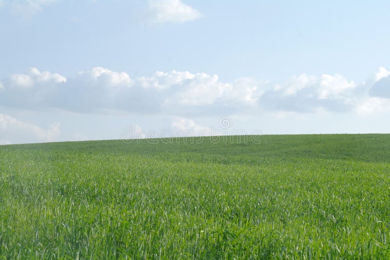 Field in a sunny day. stock photo. Image of agriculture - 55940748