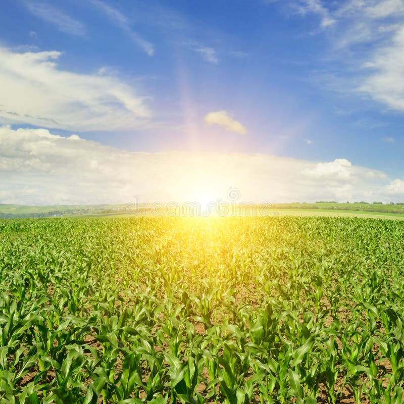 17,446 Corn Field Sunrise Photos - Free & Royalty-Free Stock Photos ...