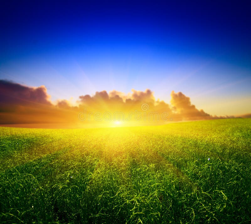 Field and sunset stock image. Image of floral, landscape - 10624607