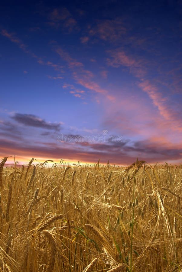 Field before sunset stock photo. Image of agriculture - 10746060