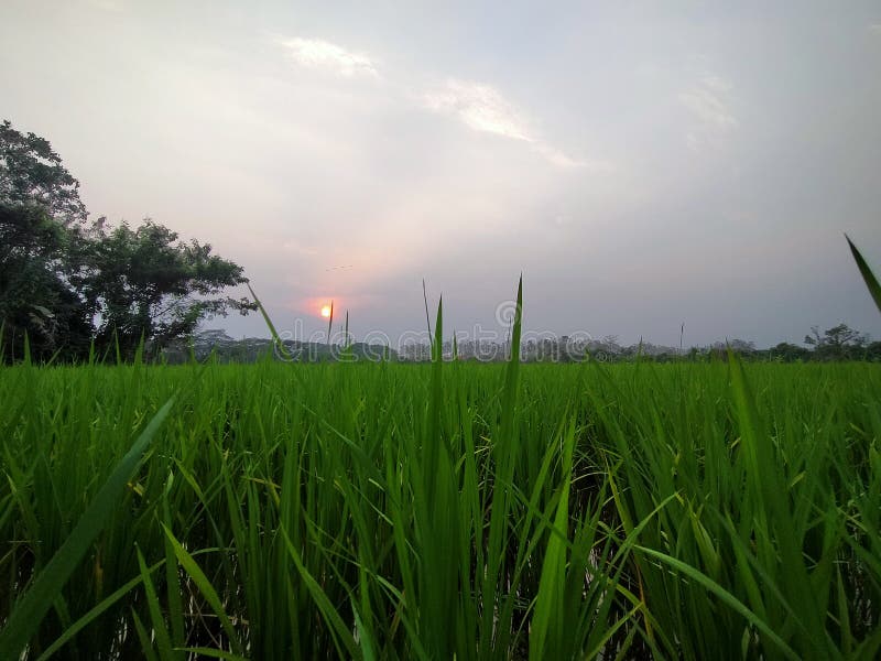 Field before sunset stock image. Image of plant, flower - 179489551