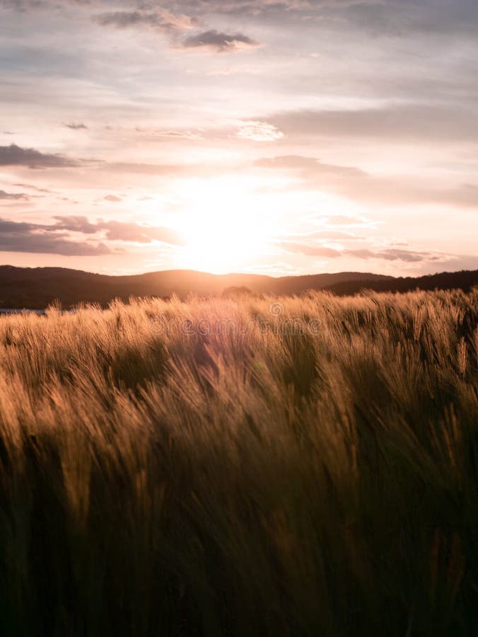 Field at sunset stock image. Image of sunlight, sunset - 188778231