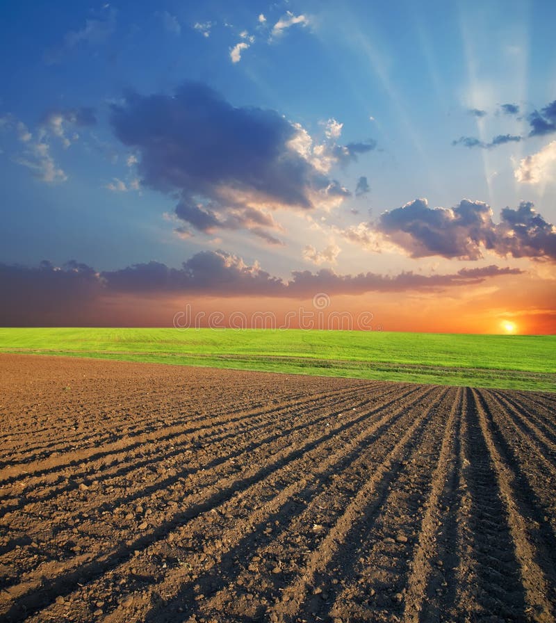 Field and sunset stock photo. Image of green, outdoor - 19833602