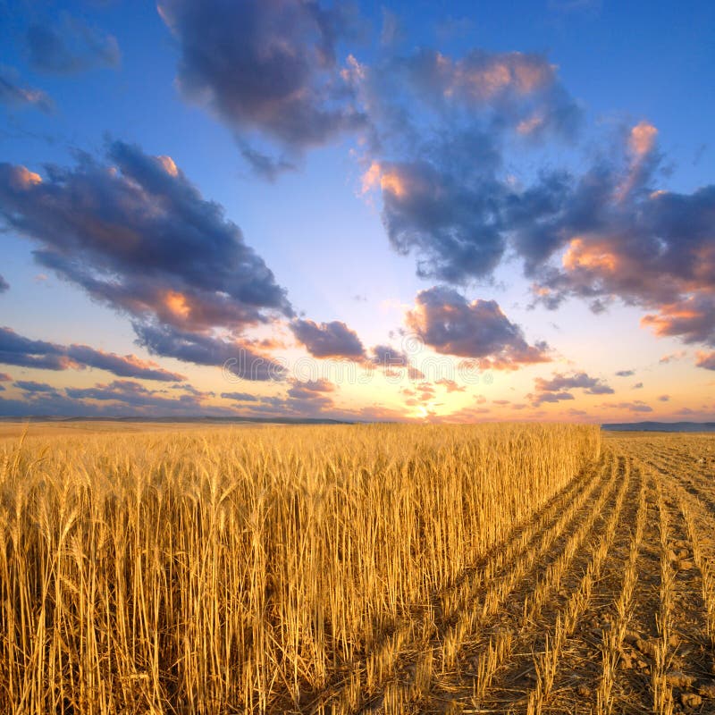 Sunset at field stock photo. Image of background, cloudy - 6844376