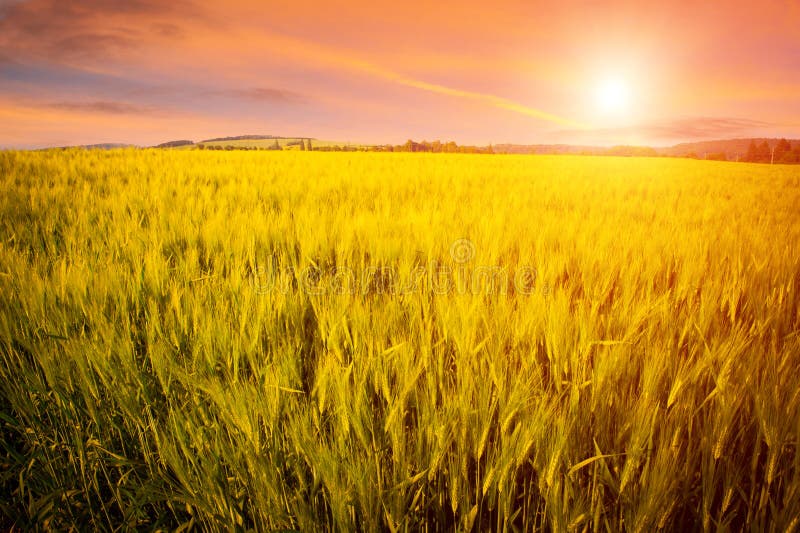 Field and sunset stock image. Image of floral, plant, hills - 5824129