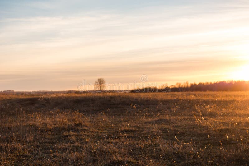 Field at Sunset in the Fall. a Field in the Backlight of the Sun Stock ...