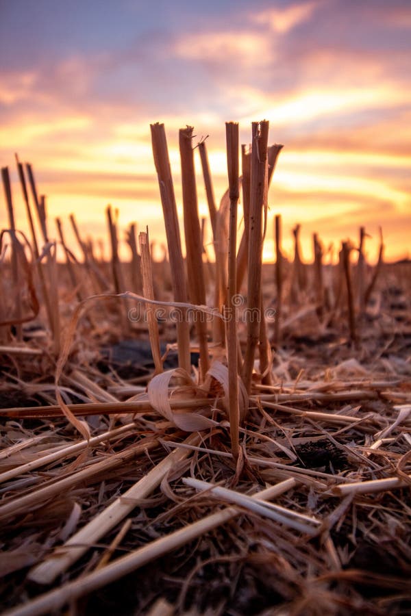 Field stock image. Image of sunset, colors, fields, field - 162785537