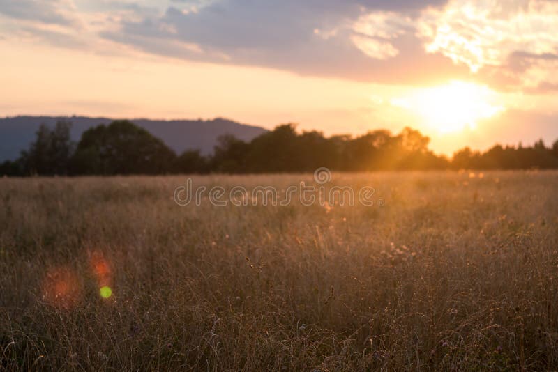 Field at Sunset - Summer Evening in the Countryside Stock Image - Image ...