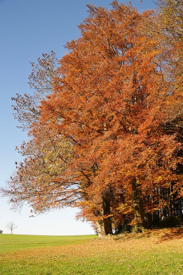 Field Surrounded by Autumn Trees Stock Photo - Image of vegetation ...
